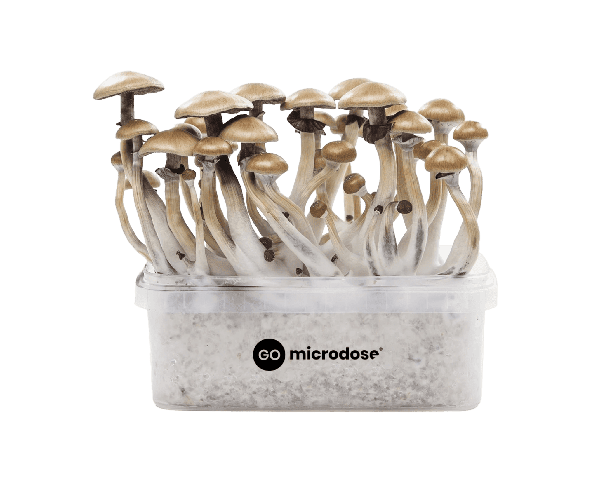 Improve your productivity, creativity and zest for life | GO Microdose