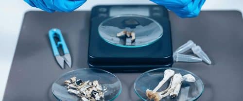 How to safely extract psilocybin at home: Step-by-step guide • GO