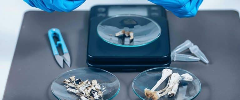 How to safely extract psilocybin at home: Step-by-step guide • GO