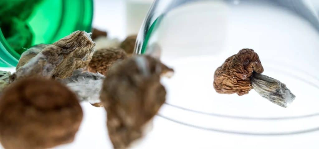 How to safely extract psilocybin at home: Step-by-step guide • GO