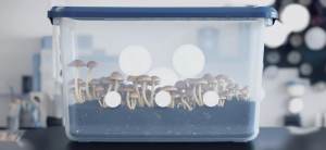 How to grow mushrooms in a monotub: a beginner’s guide to indoor ...