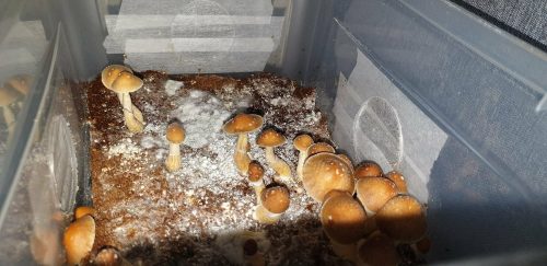 How to grow mushrooms in a monotub: a beginner’s guide to indoor ...