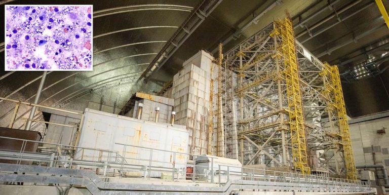 In the ruins of Chernobyl scientists discovered a black fungus that ...